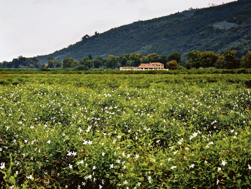 Τα ονειρεμένα χωράφια λουλουδιών της Chanel στη γαλλική Ριβιέρα | BOVARY