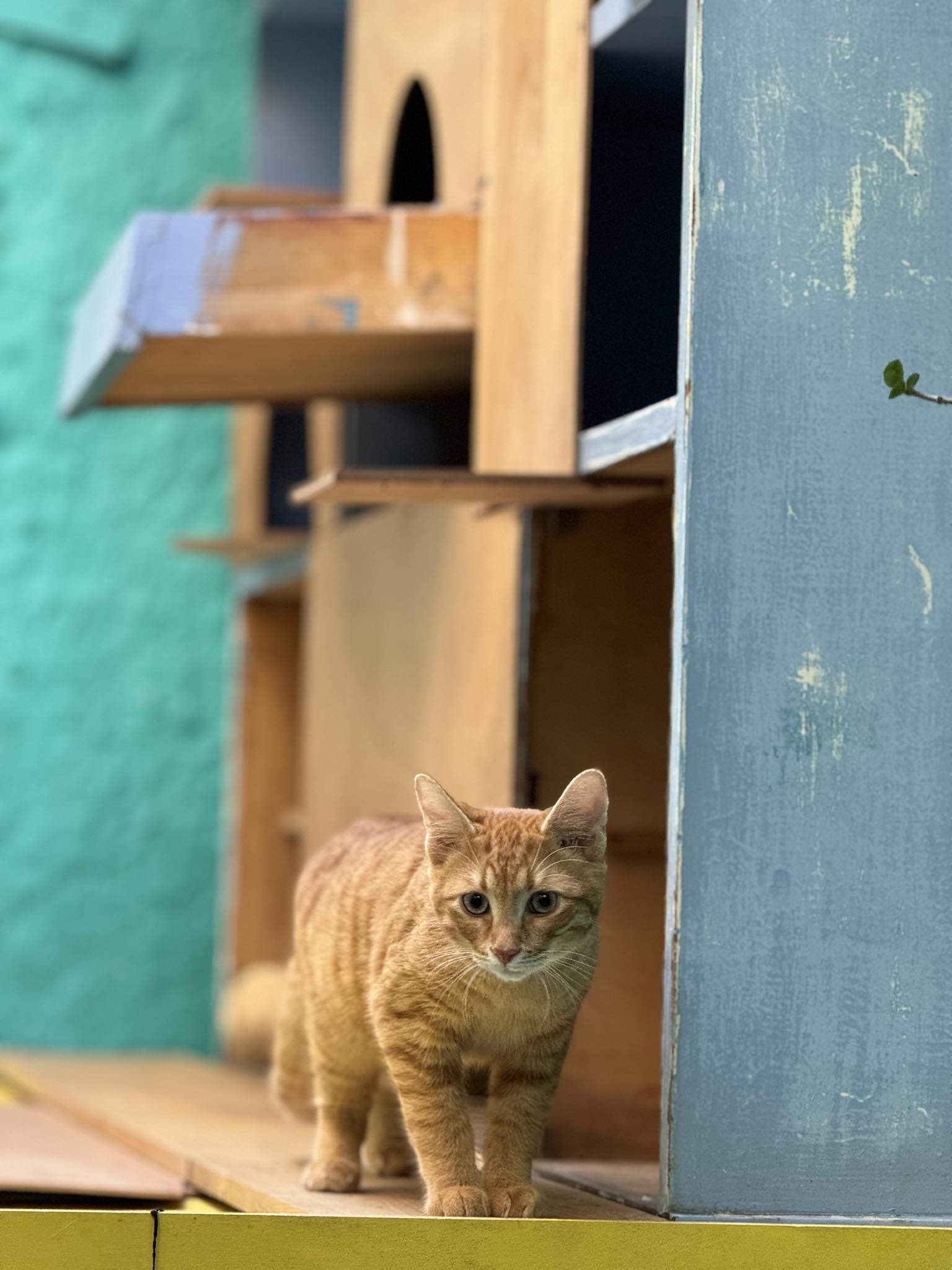 Cat Cafe Athens: Πήγαμε στο νέο θεματικό καφέ της Αθήνας και γνωρίσαμε ...
