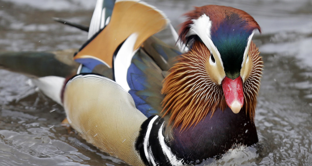 Mandarin Duck -Η πολύχρωμη πάπια που σουλατσάρει στα νερά του Central ...