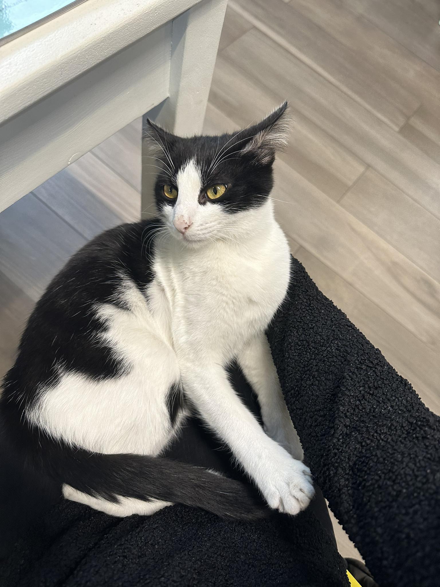 Cat Cafe Athens: Πήγαμε στο νέο θεματικό καφέ της Αθήνας και γνωρίσαμε ...