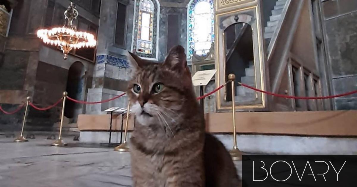 Γκλι: Η αξιαγάπητη γάτα που ζει 16 χρόνια στην Αγία Σοφία και αποτελεί ...