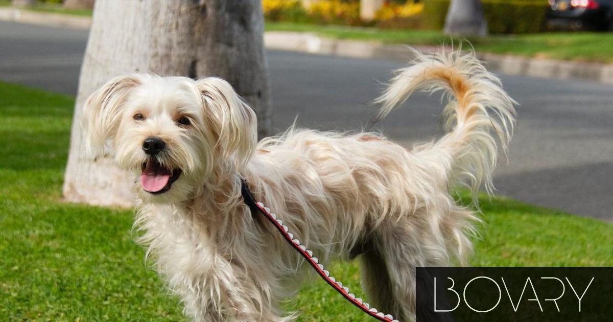 H UGG λάνσαρε μπότες για σκύλους και οι ζωόφιλοι έχουν ξετρελαθεί | BOVARY