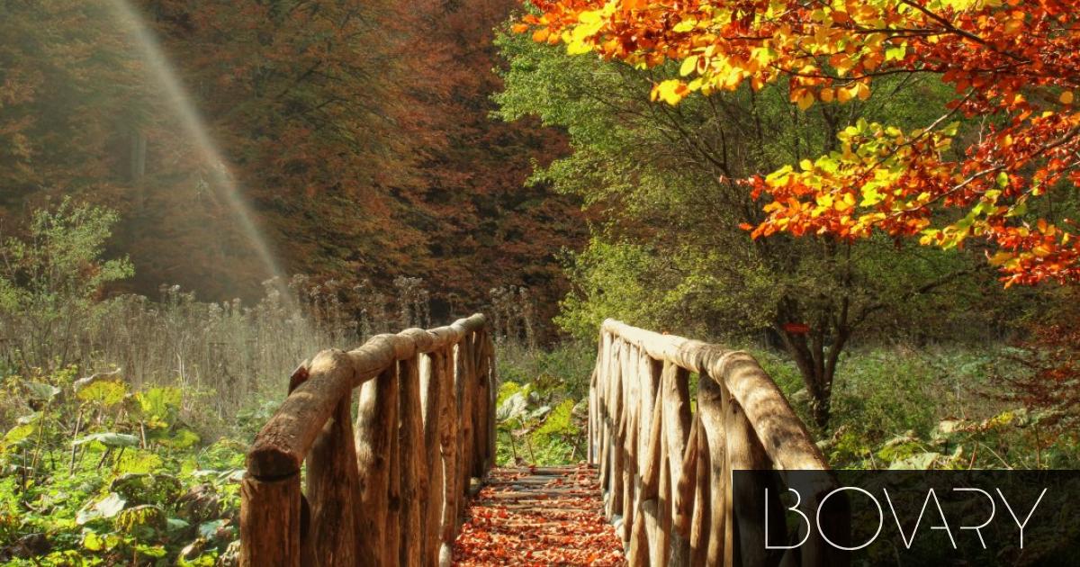 Πάικο: Μια βόλτα στο υπέροχο καστανόδασος της Θεσσαλονίκης | BOVARY