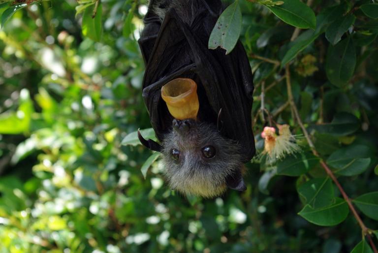 Γητεύτρια των νυχτερίδων τις σώζει και τις ταΐζει μπανάνες με τον πιο ...