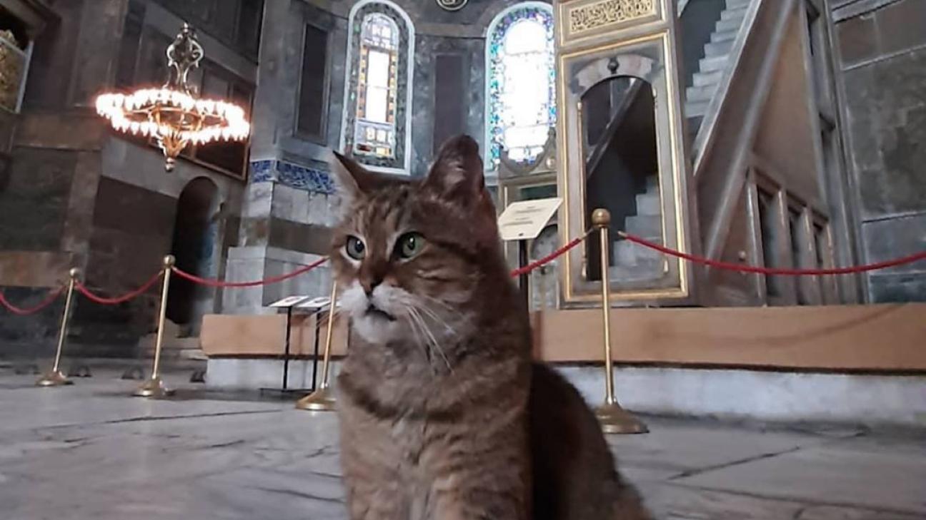 Γκλι: Η αξιαγάπητη γάτα που ζει 16 χρόνια στην Αγία Σοφία και αποτελεί ...