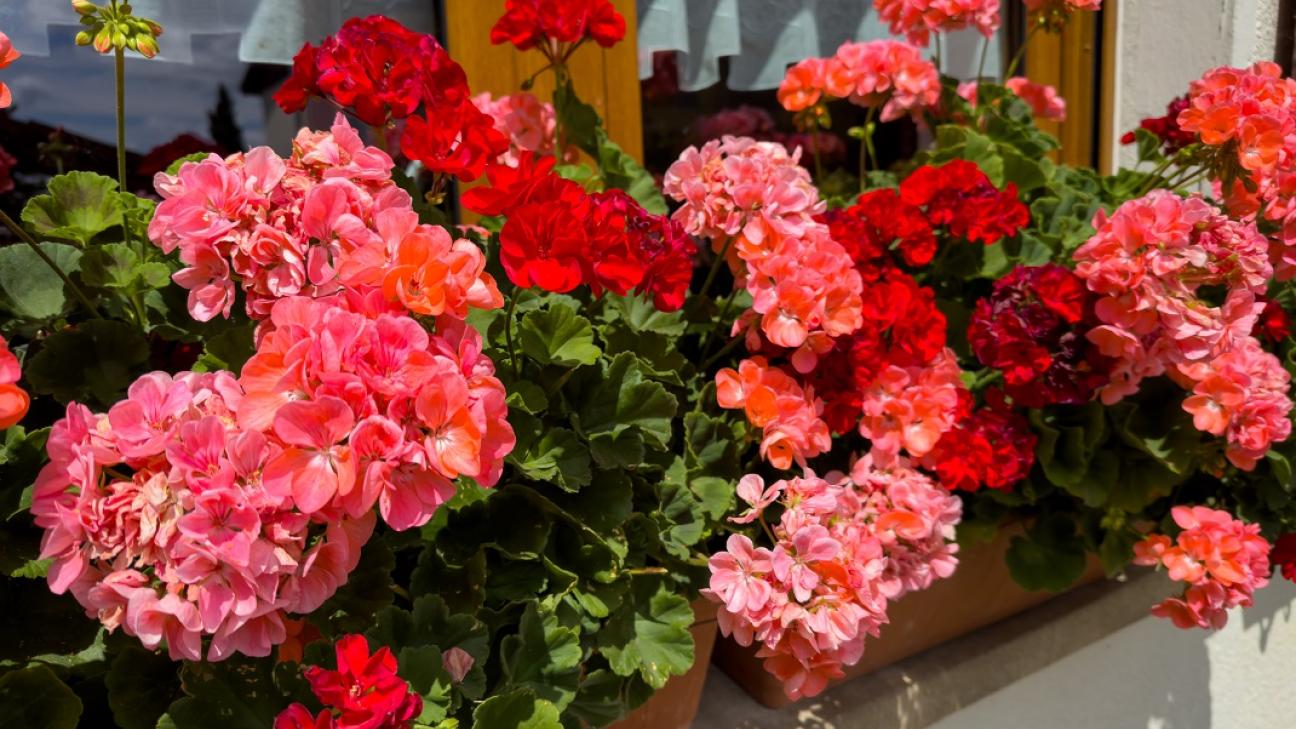 Πώς να κάνετε τα γεράνια να ανθίσουν -5 μυστικά φροντίδας από ειδικούς ...